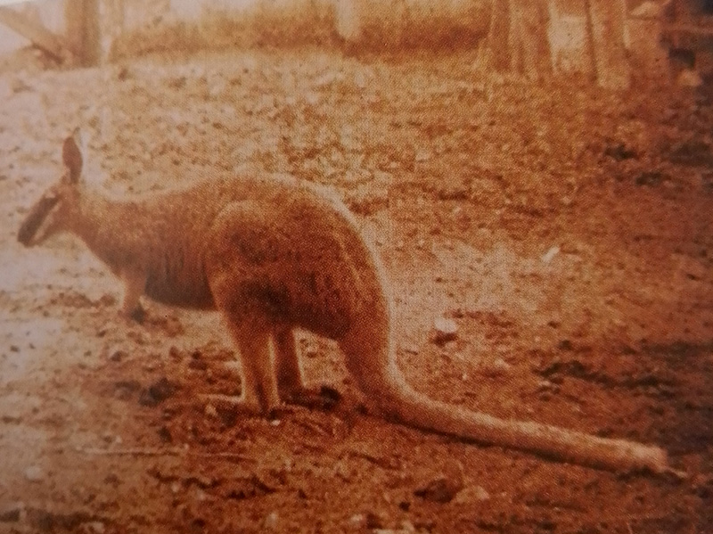 Notamacropus greyi (Toolache wallaby, Grey's wallaby) - The Recently Extinct Plants and Animals ...